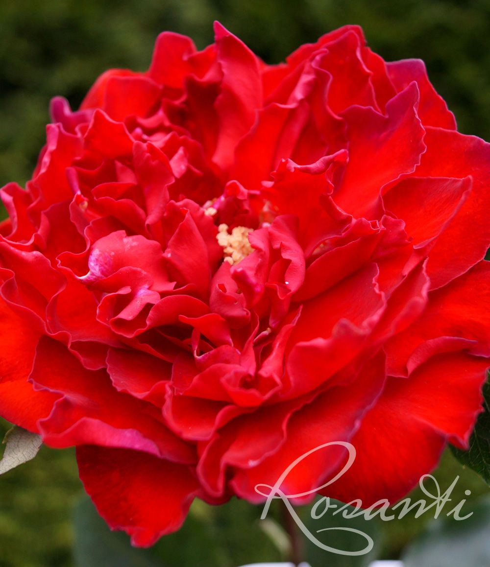 Samarcanda Ecuadorian Garden Rose from Rosanti Flowers