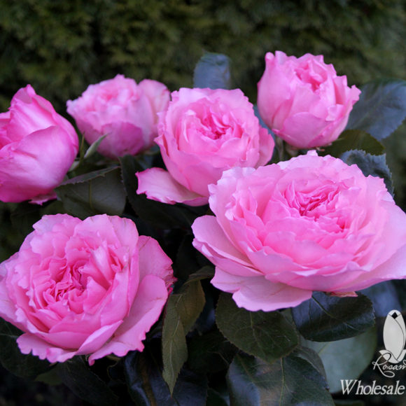 QUEEN MAYRA | Rosanti Flowers