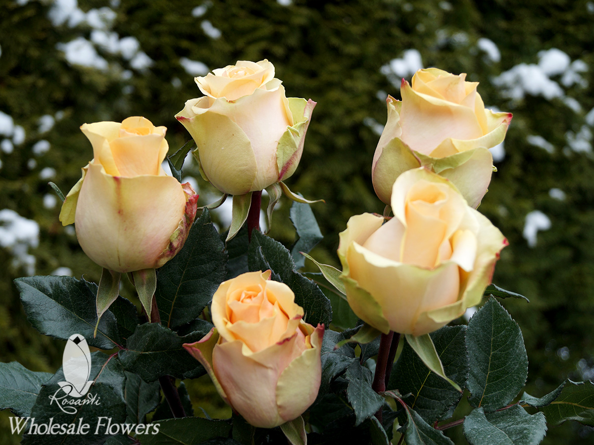 NECTARINE | Rosanti Flowers